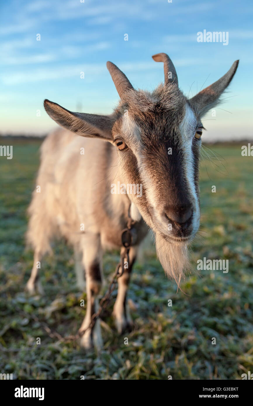 Funny goat hi-res stock photography and images - Alamy