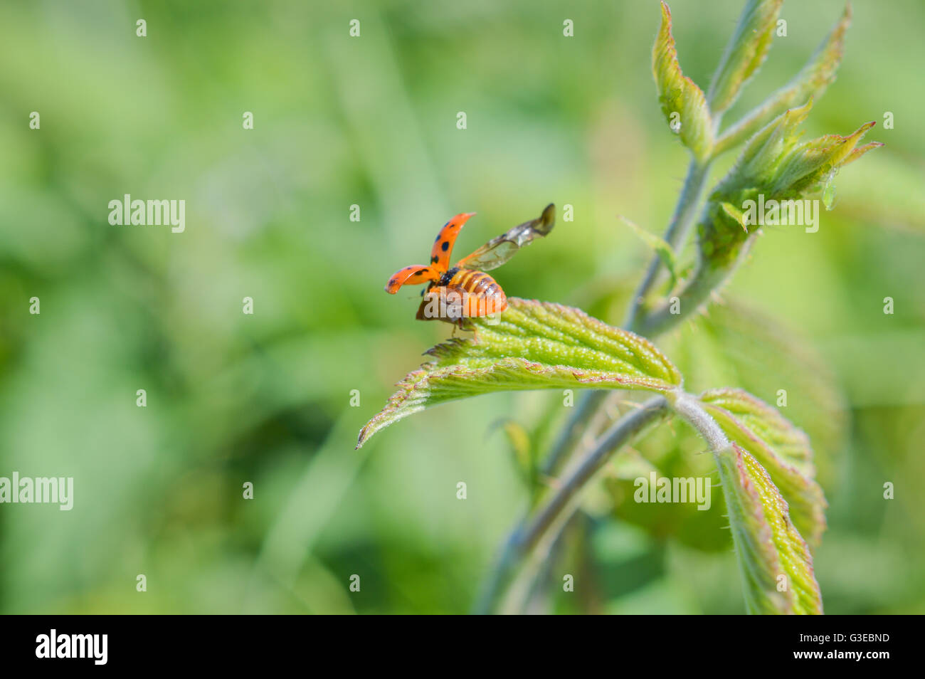 little ladybug take off Stock Photo - Alamy