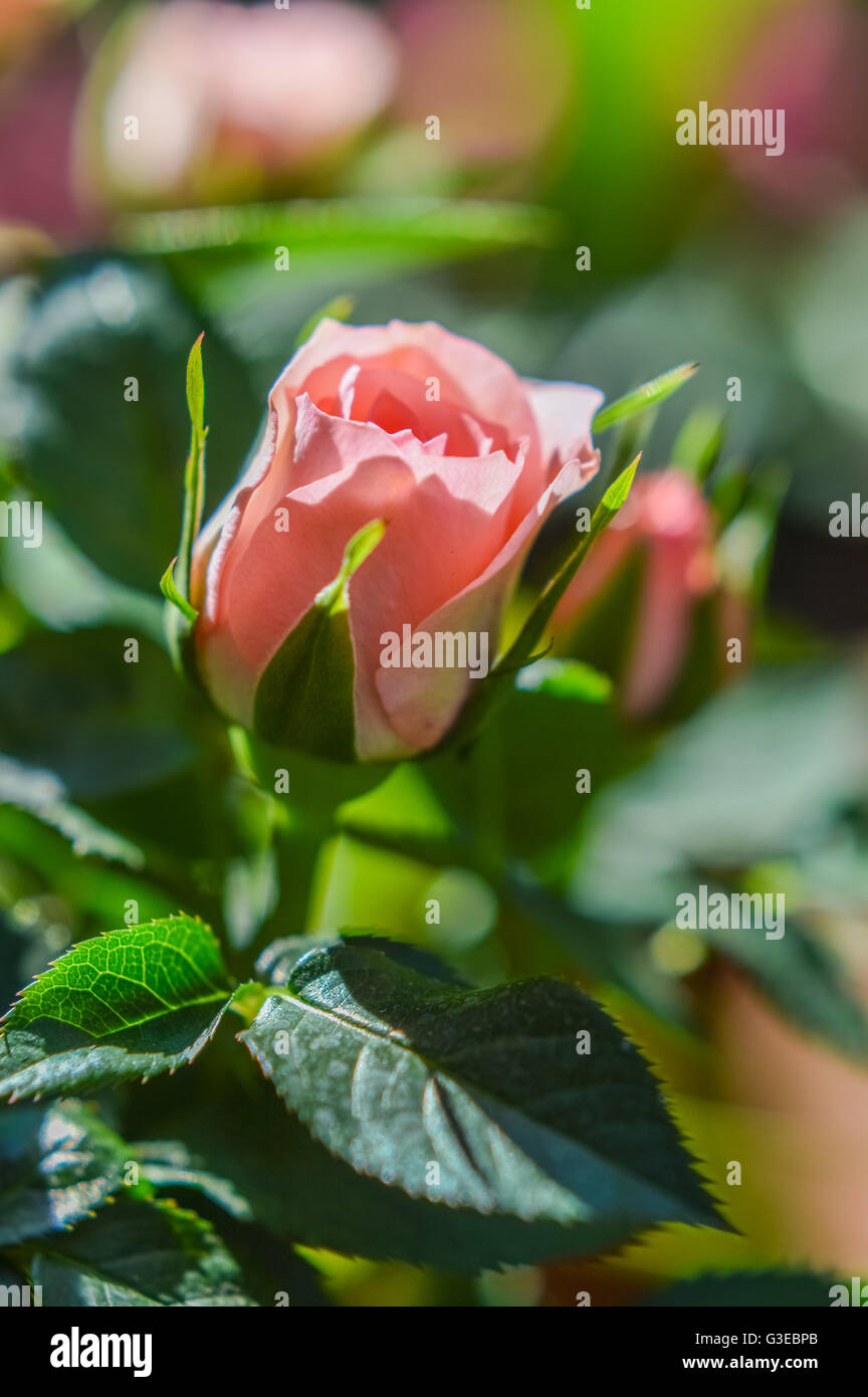 Rose Corolla High Resolution Stock Photography and Images - Alamy