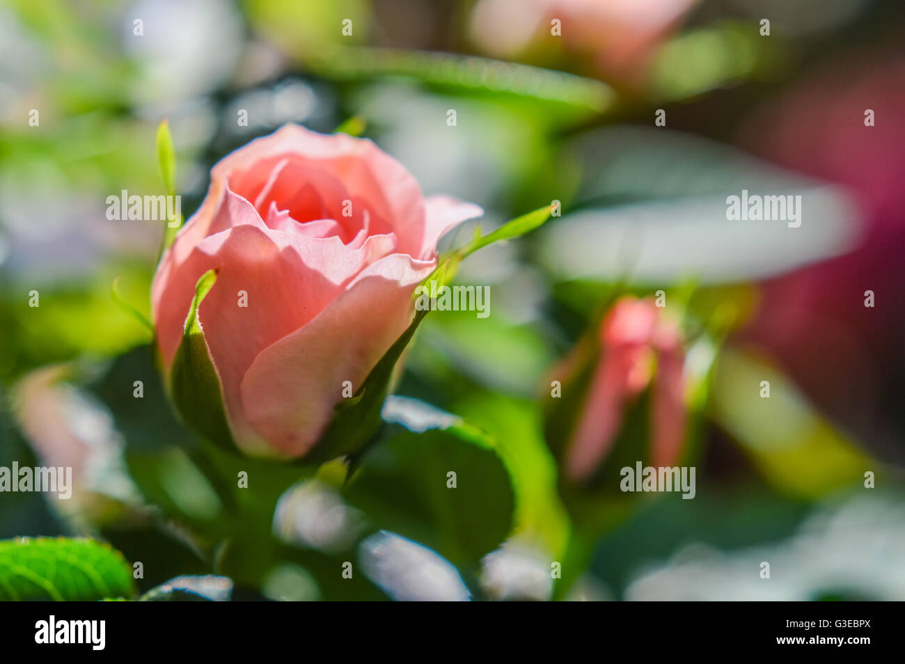 tiny soft pink rose Stock Photo - Alamy