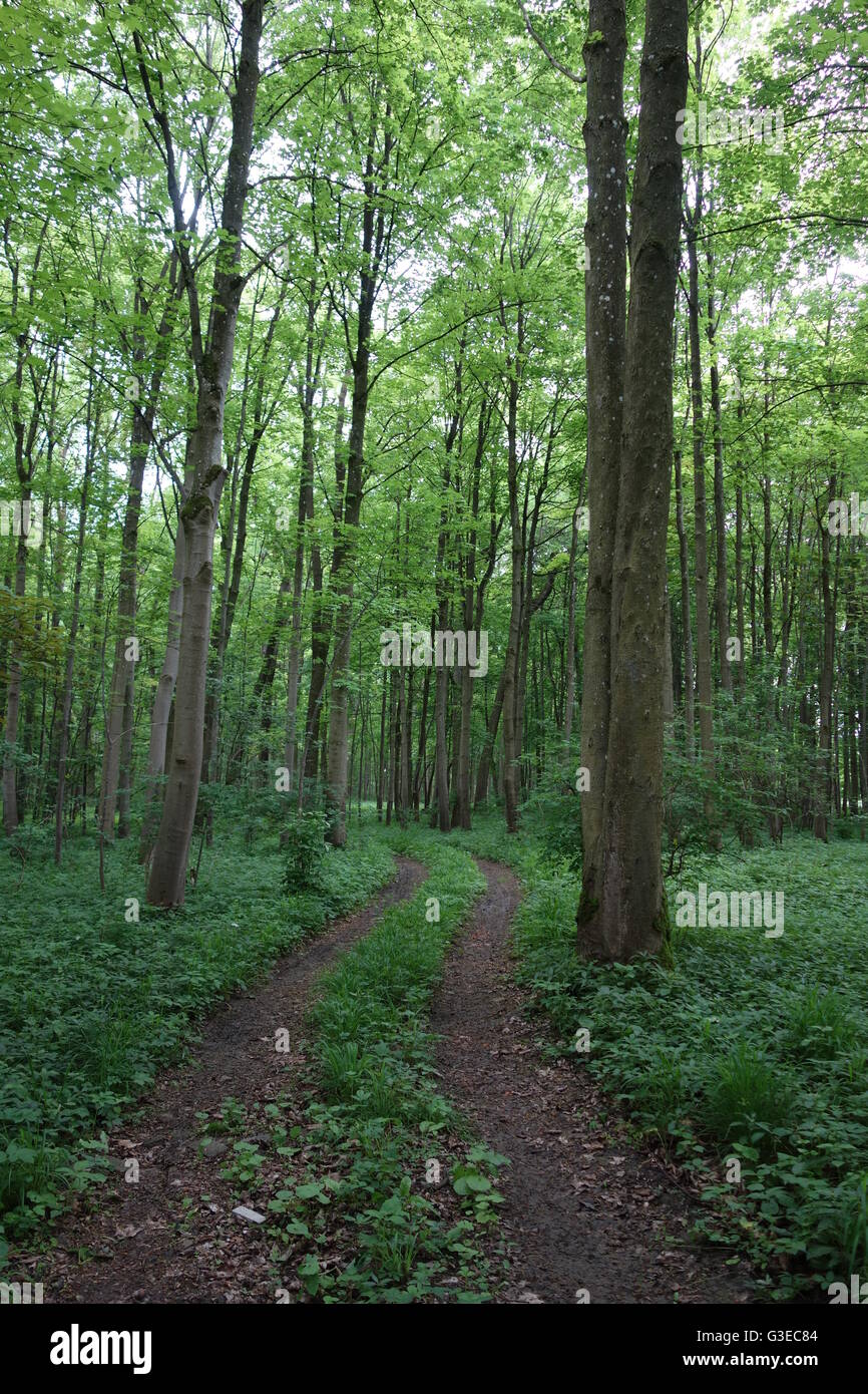 drive way trough forest in springtime Stock Photo - Alamy