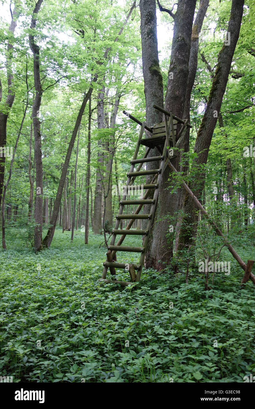 hide in forest in springtime Stock Photo - Alamy