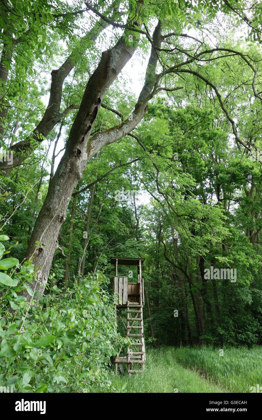 a wooden hide in green forest Stock Photo - Alamy