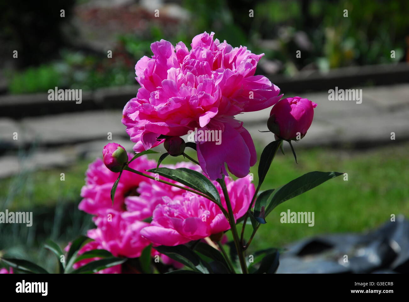 Peony, paeonia veitchii Stock Photo - Alamy