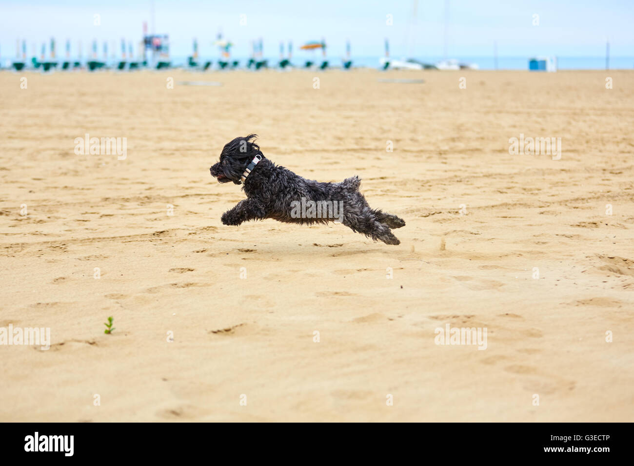 Havanese and ball hi-res stock photography and images - Alamy