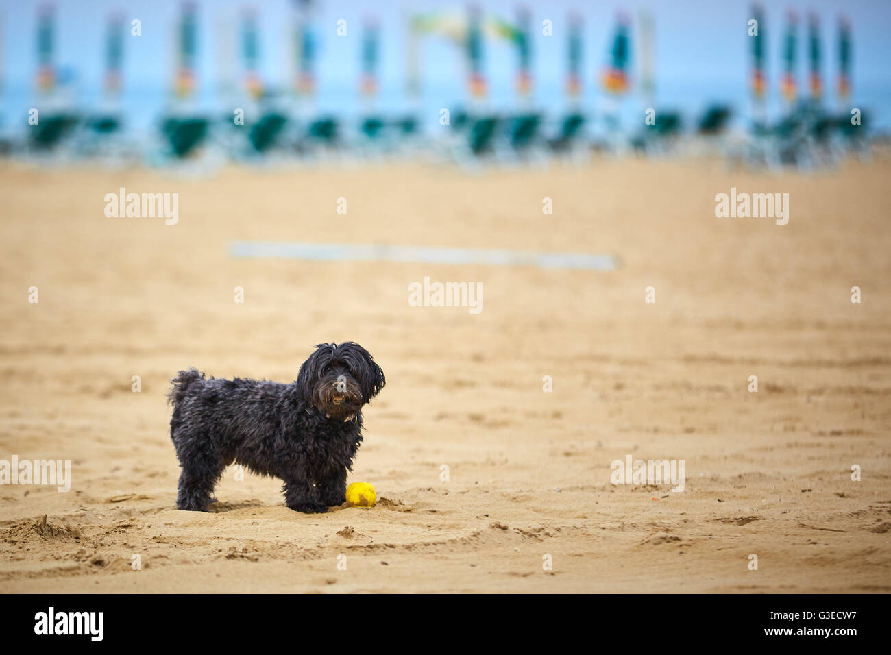 Black havanese dog playing on the sand of a beach with a yellow ball ...