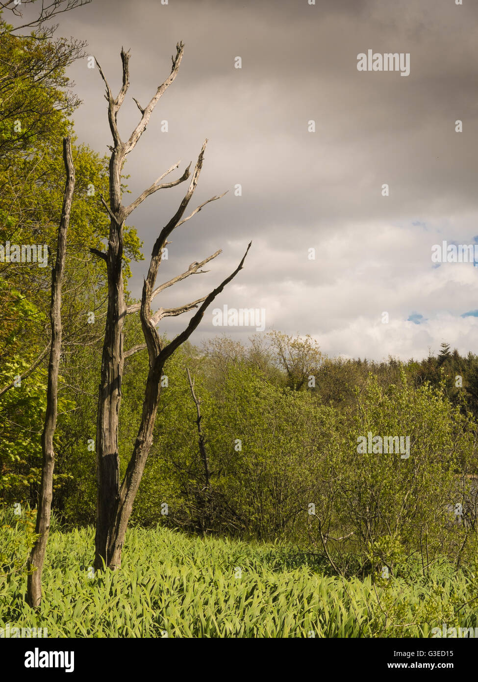 dead tree in wild landscape Stock Photo - Alamy