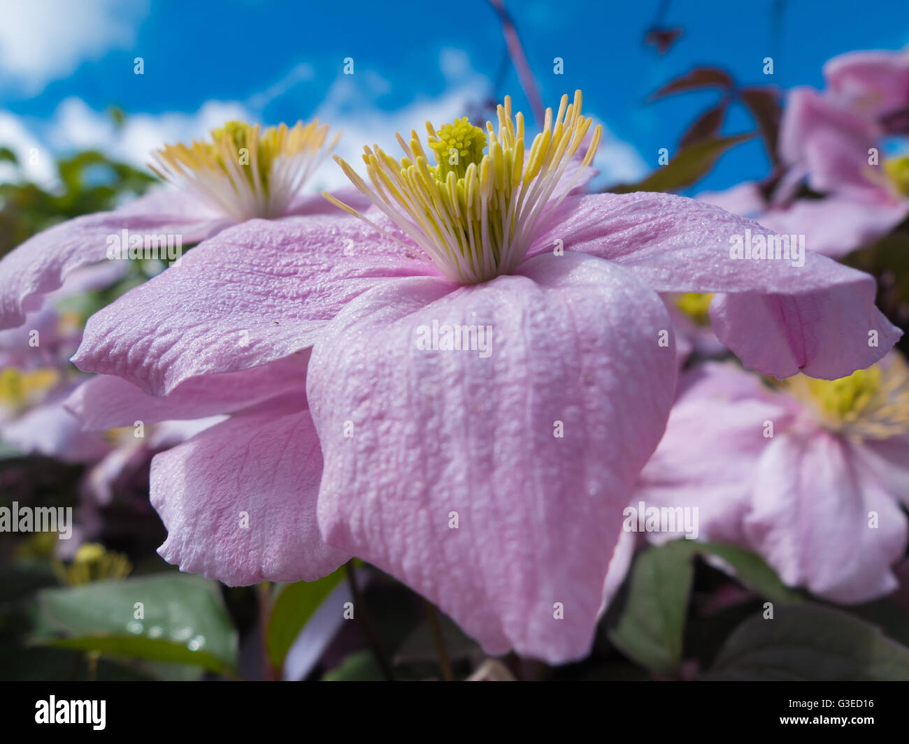 clematis montana and blue sky Stock Photo - Alamy
