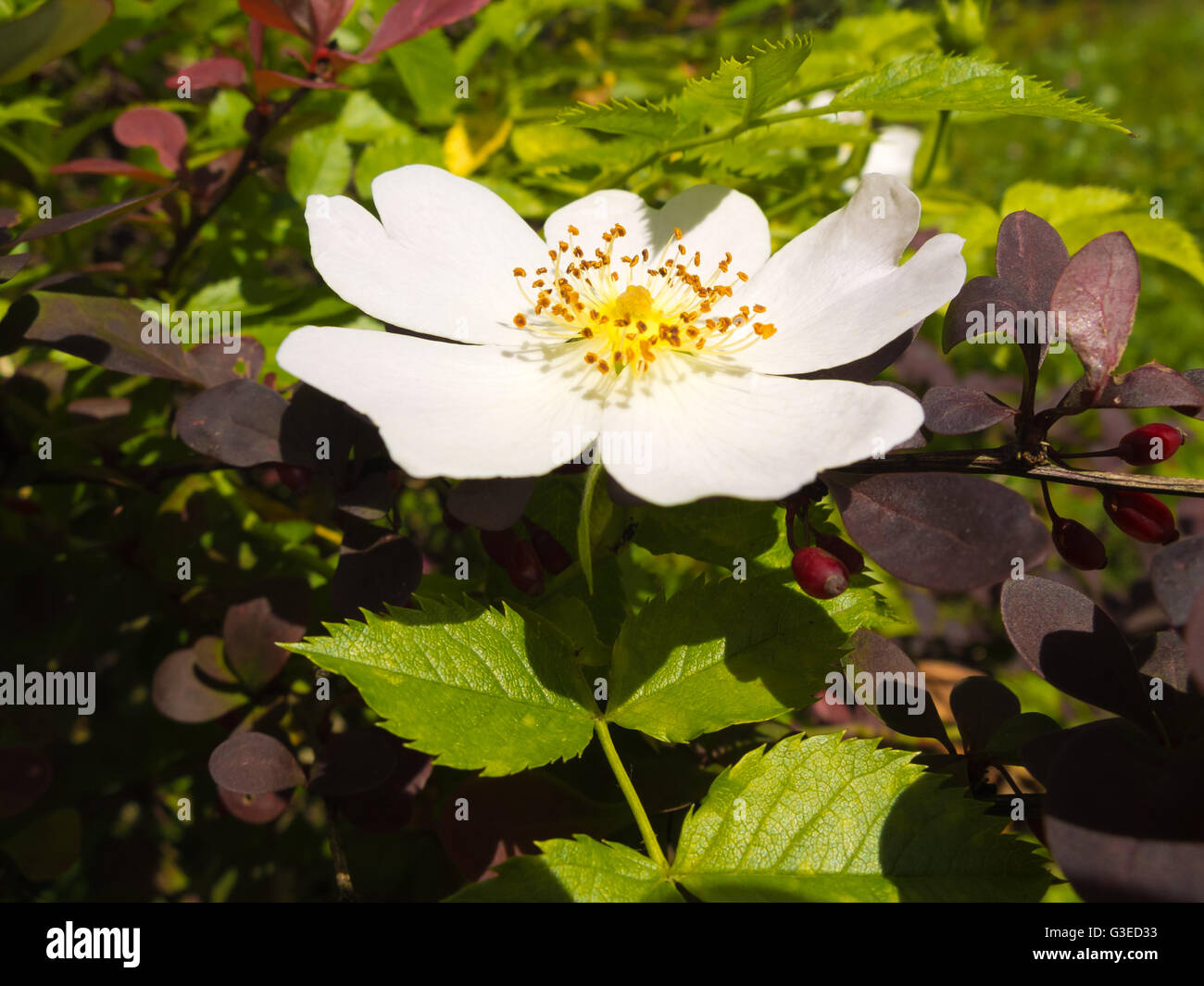 wild flower stamen Stock Photo - Alamy