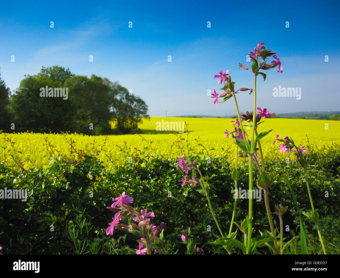 Rapeseed plant flowers hi-res stock photography and images - Alamy