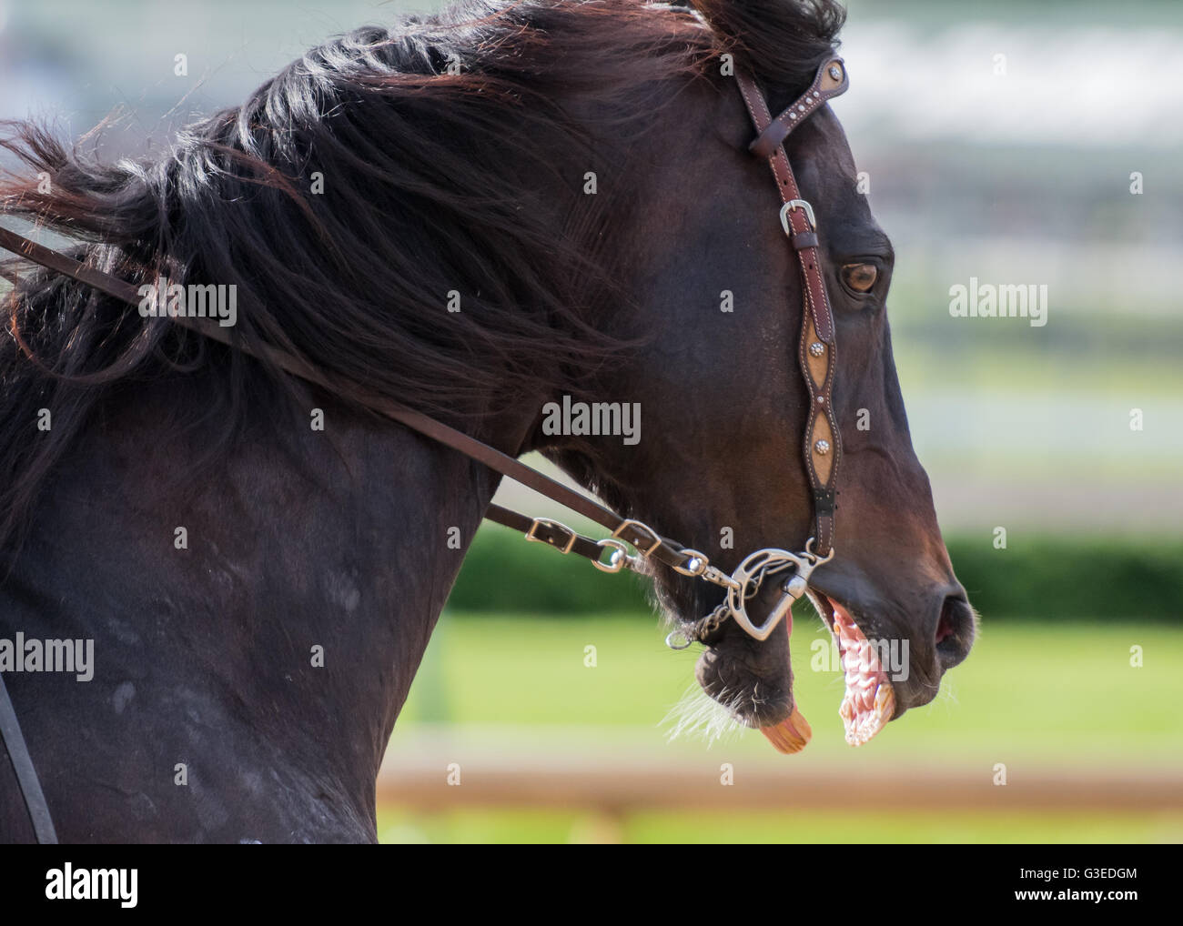 Angry horse hi-res stock photography and images - Alamy