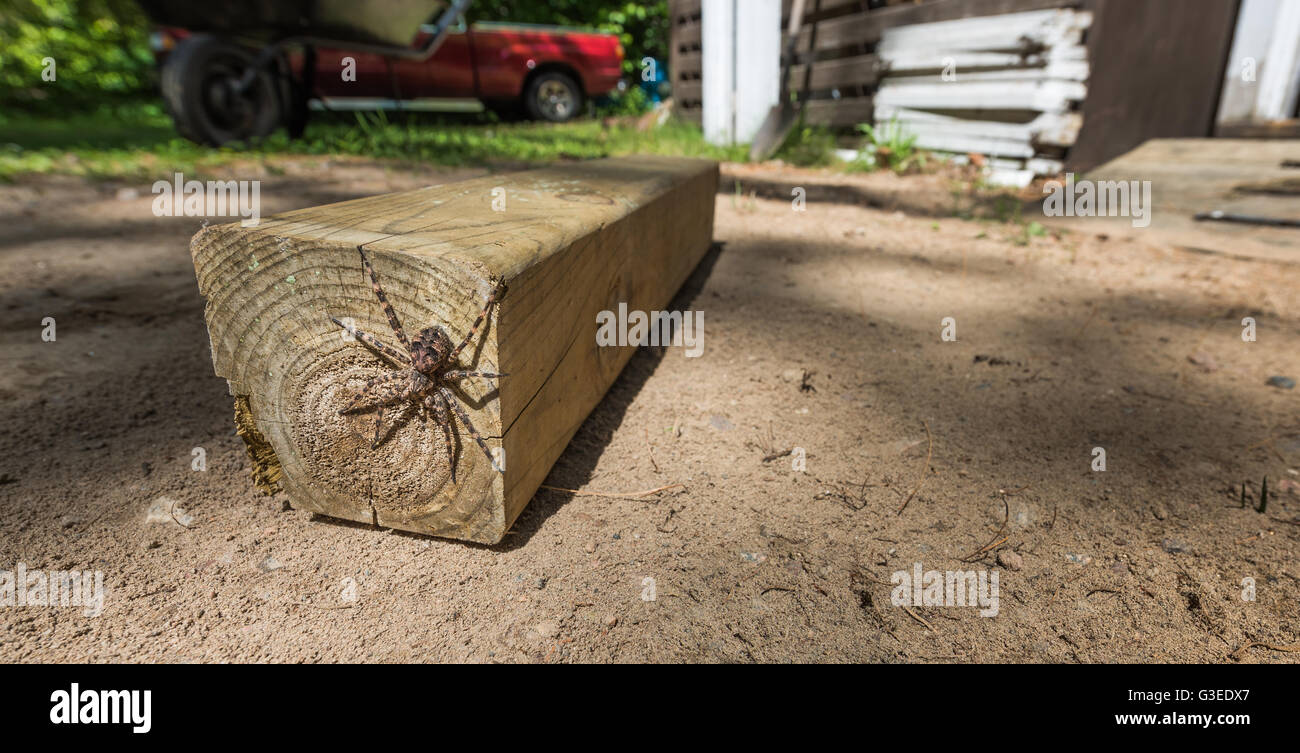 Canada’s largest spider (Dock spider) sitting on a piece of 4x4 lumber ...