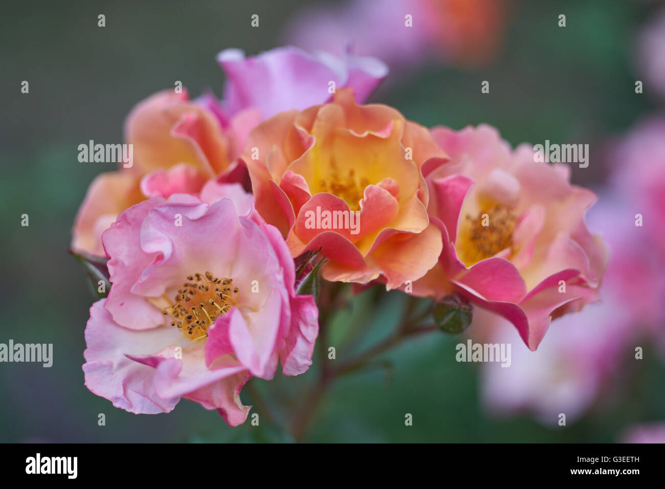 Multicolor rose jazz hi-res stock photography and images - Alamy