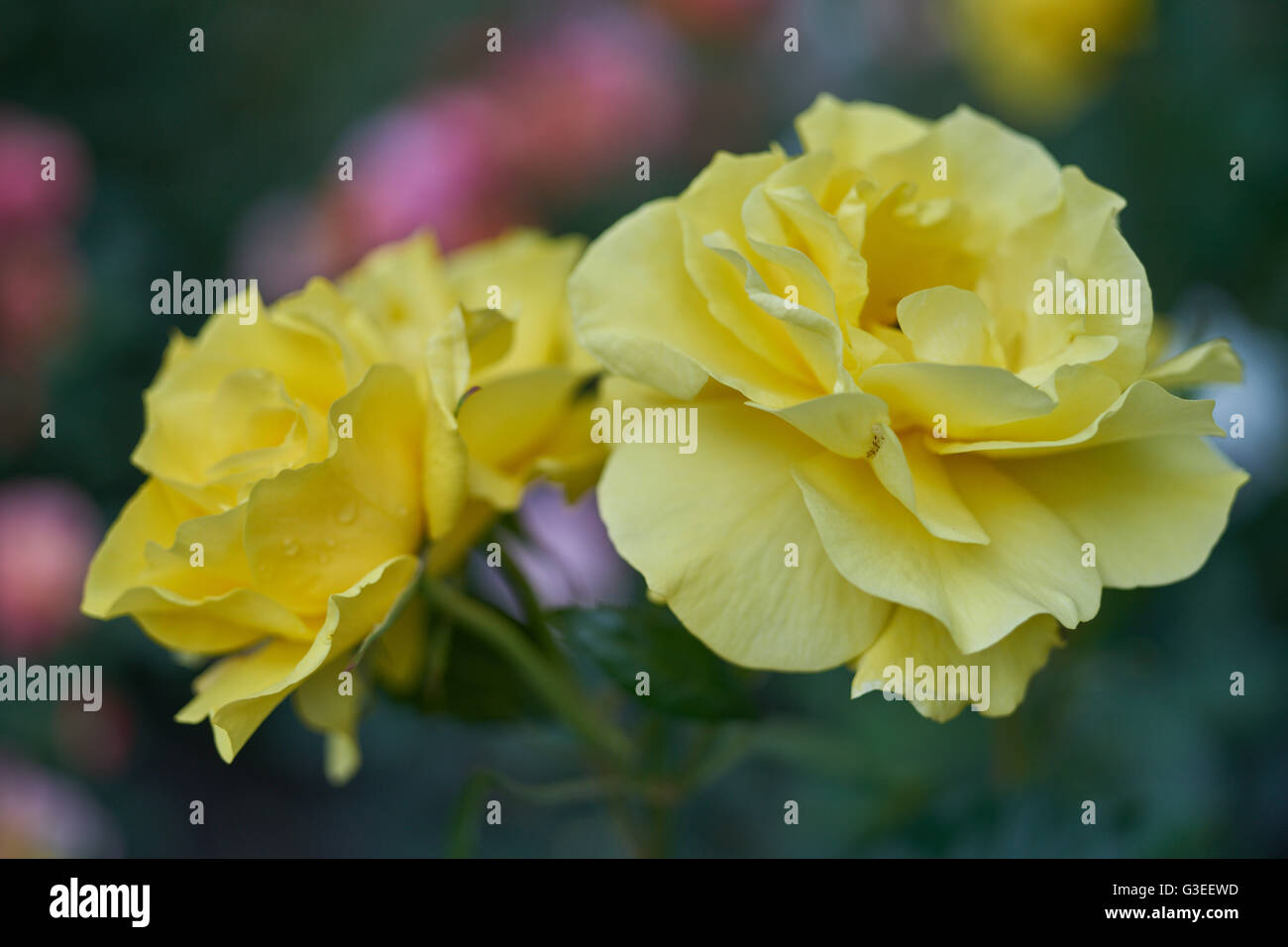 Yellow roses rose close up Stock Photo - Alamy