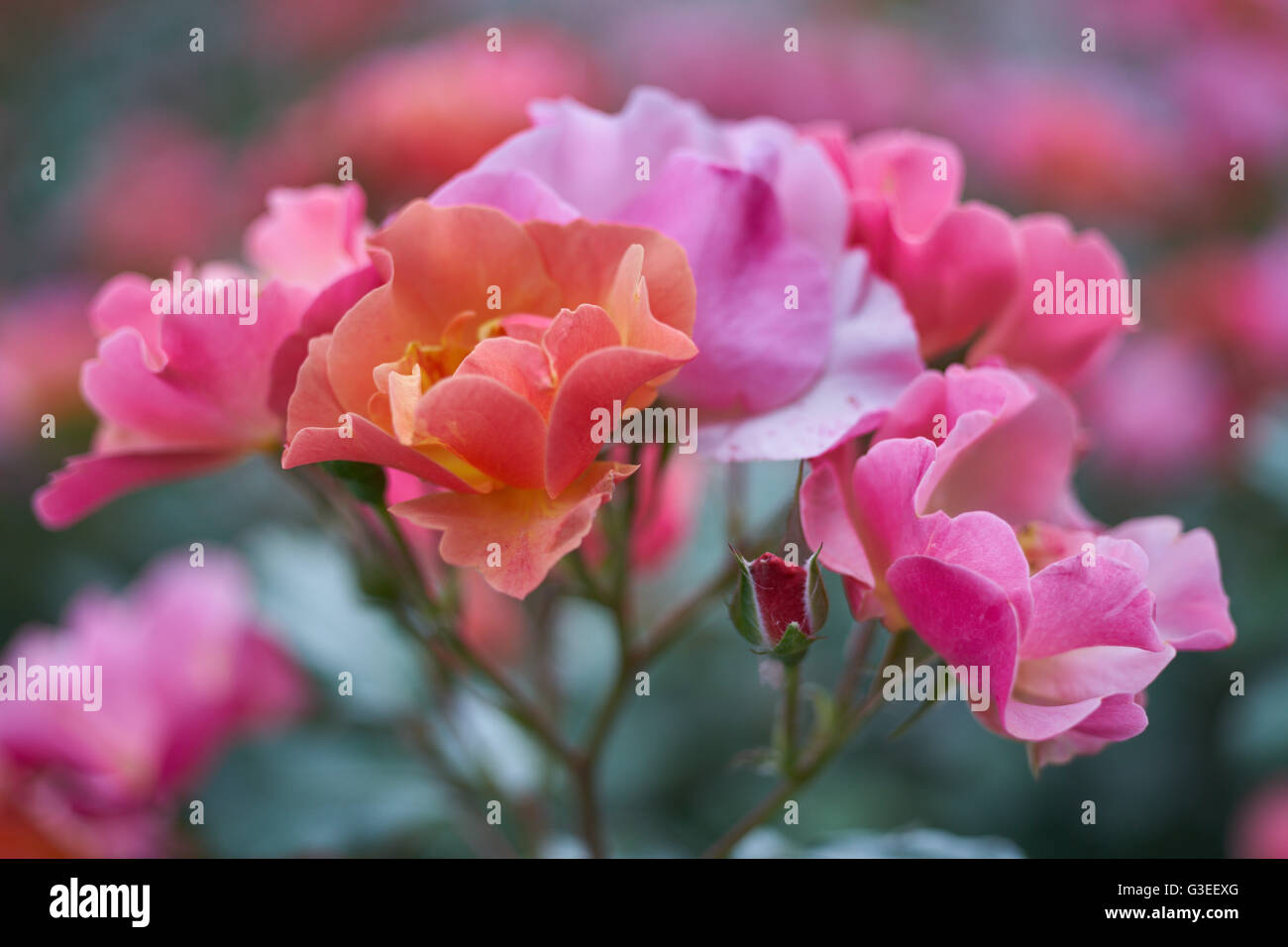 Multicolor rose jazz hi-res stock photography and images - Alamy