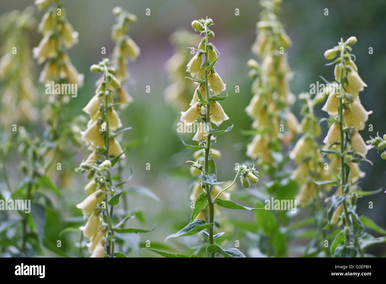 Digitalis grandiflora yellow foxglove hi-res stock photography and ...