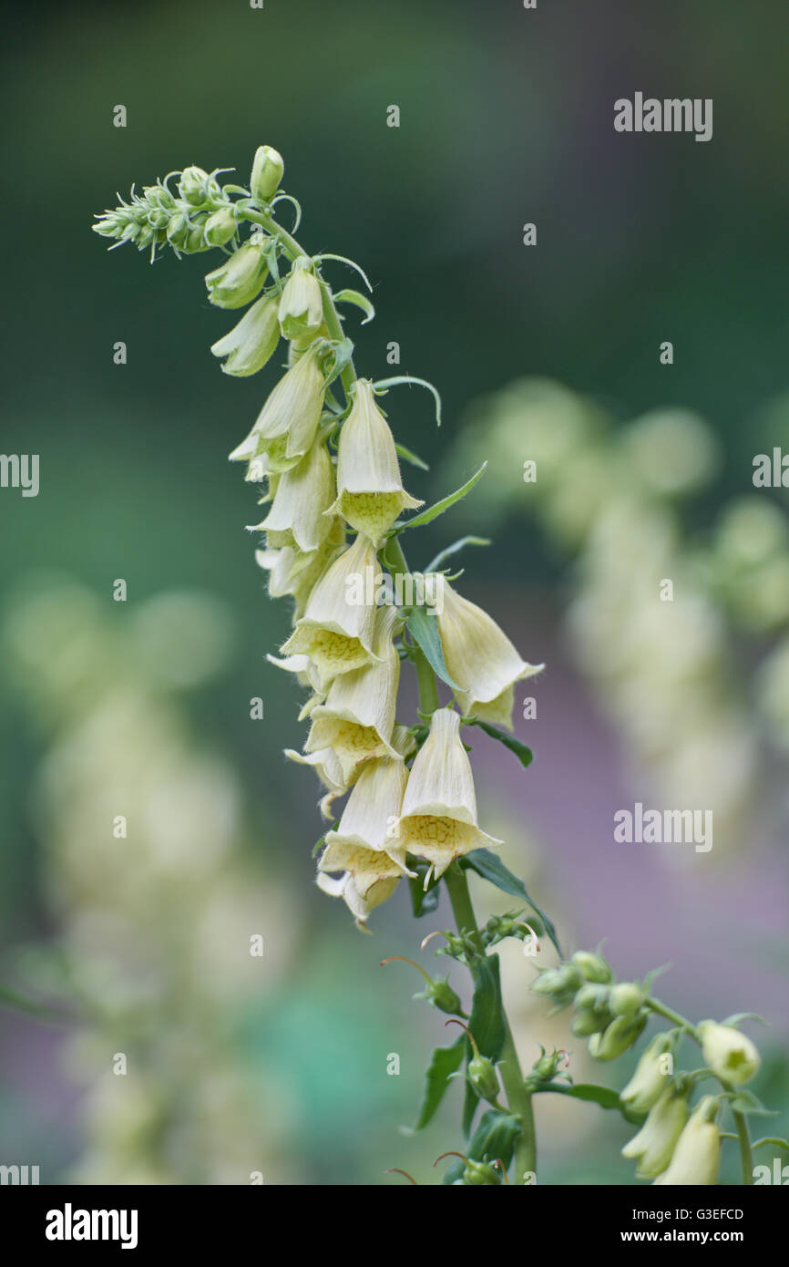 Digitalis grandiflora yellow foxglove hi-res stock photography and ...