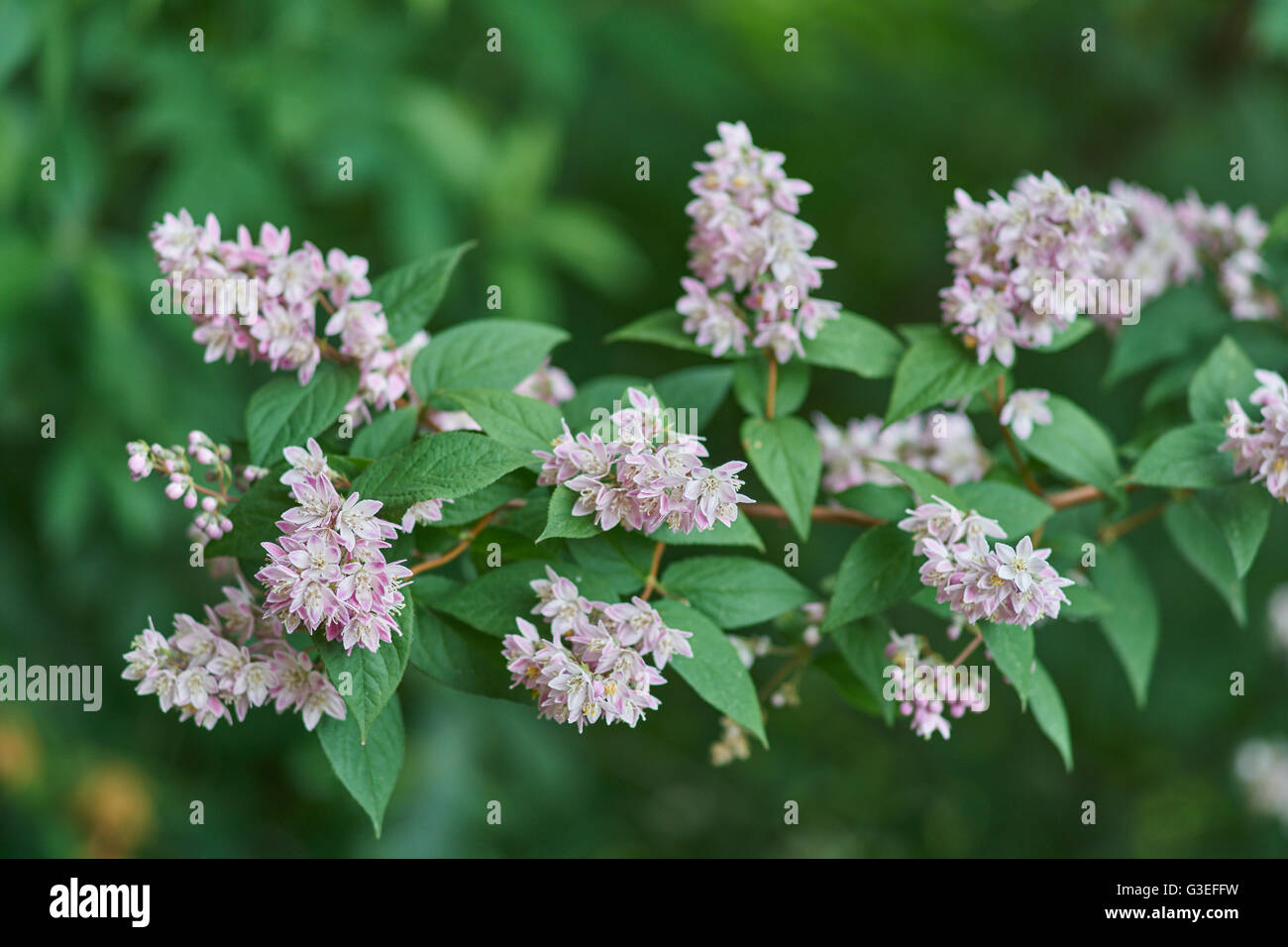 White deutzia hi-res stock photography and images - Alamy