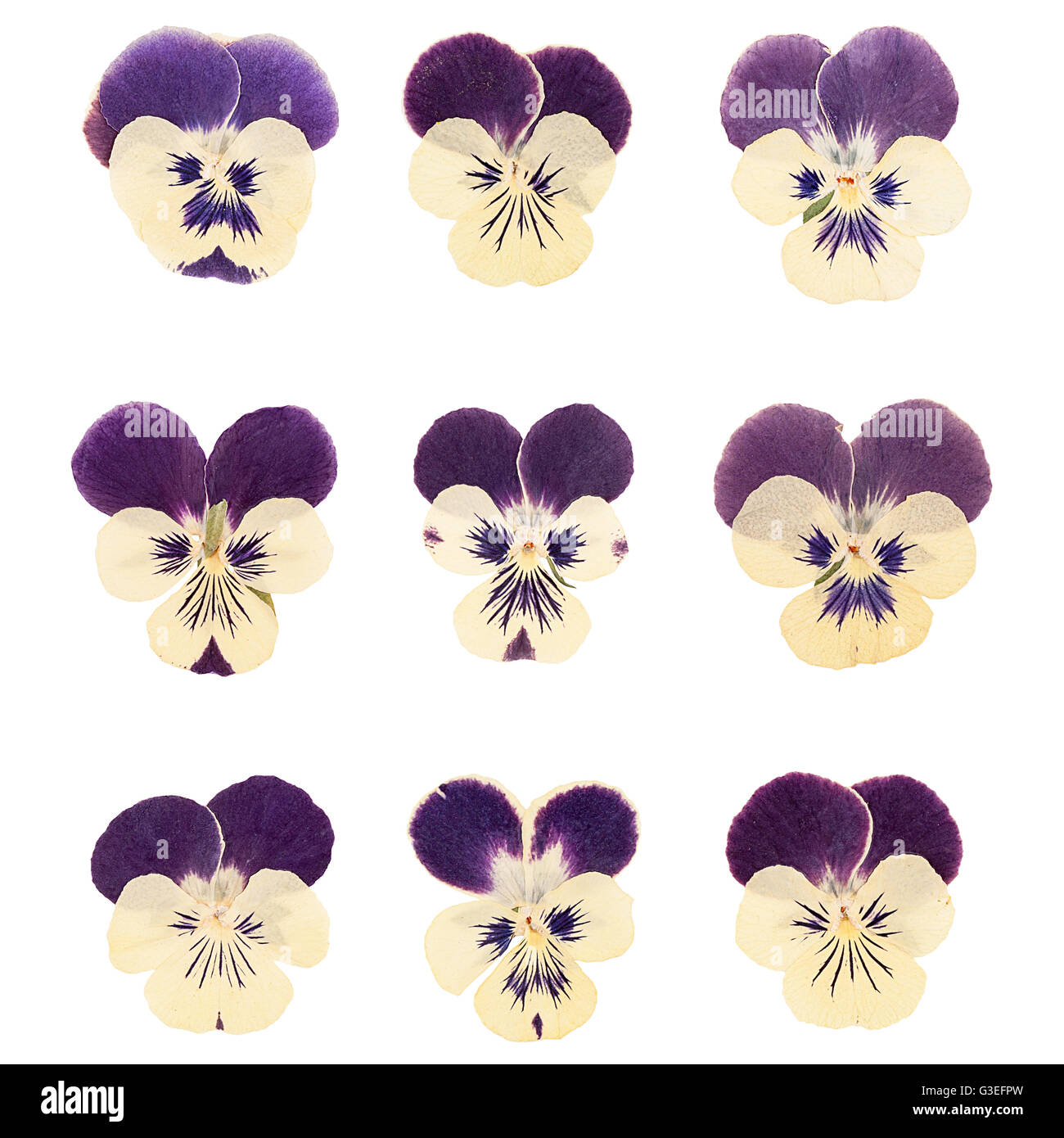 Set heads of dried pressed Violet flowers isolated Stock Photo - Alamy