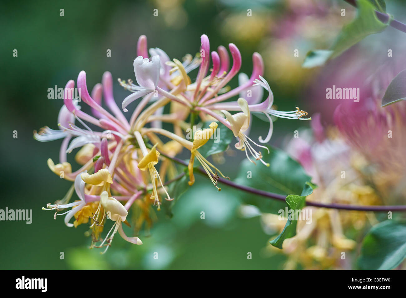 Etruscan honeysuckle hi-res stock photography and images - Alamy