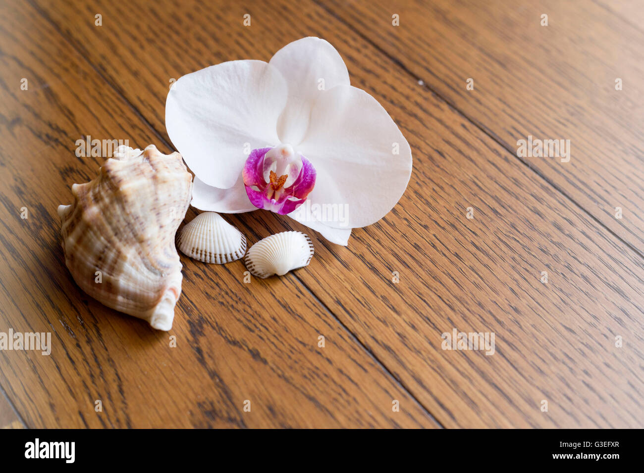 sea shells and white orchid Stock Photo - Alamy