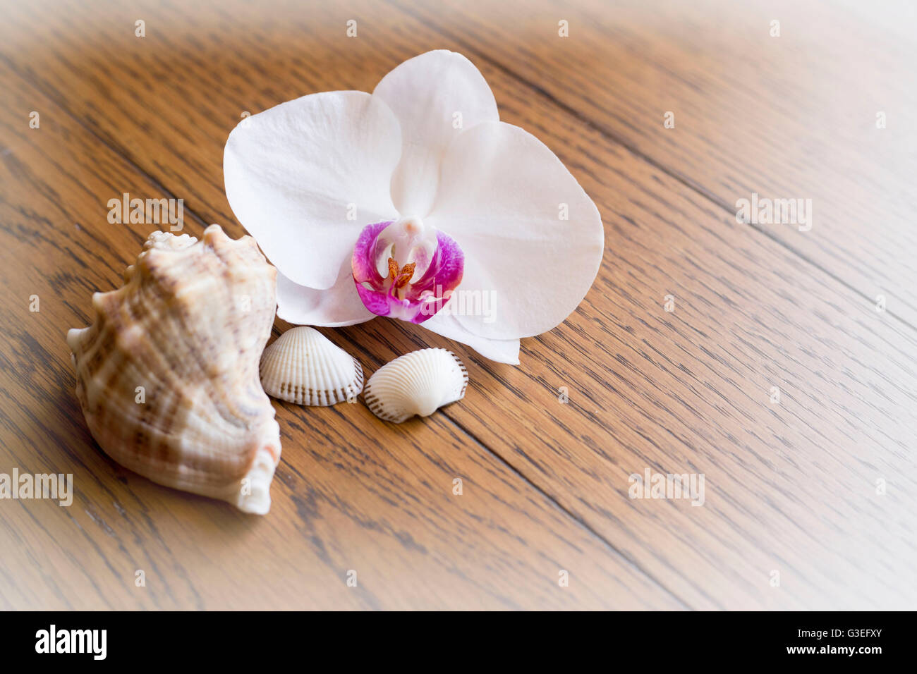shells and orchid Stock Photo - Alamy