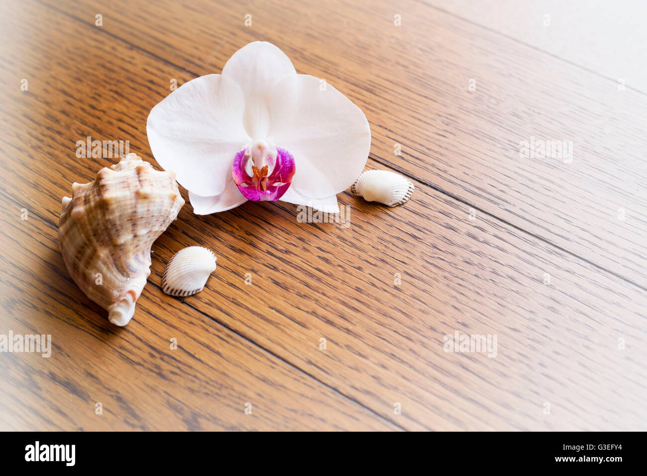 sea shells, pa massage Stock Photo - Alamy
