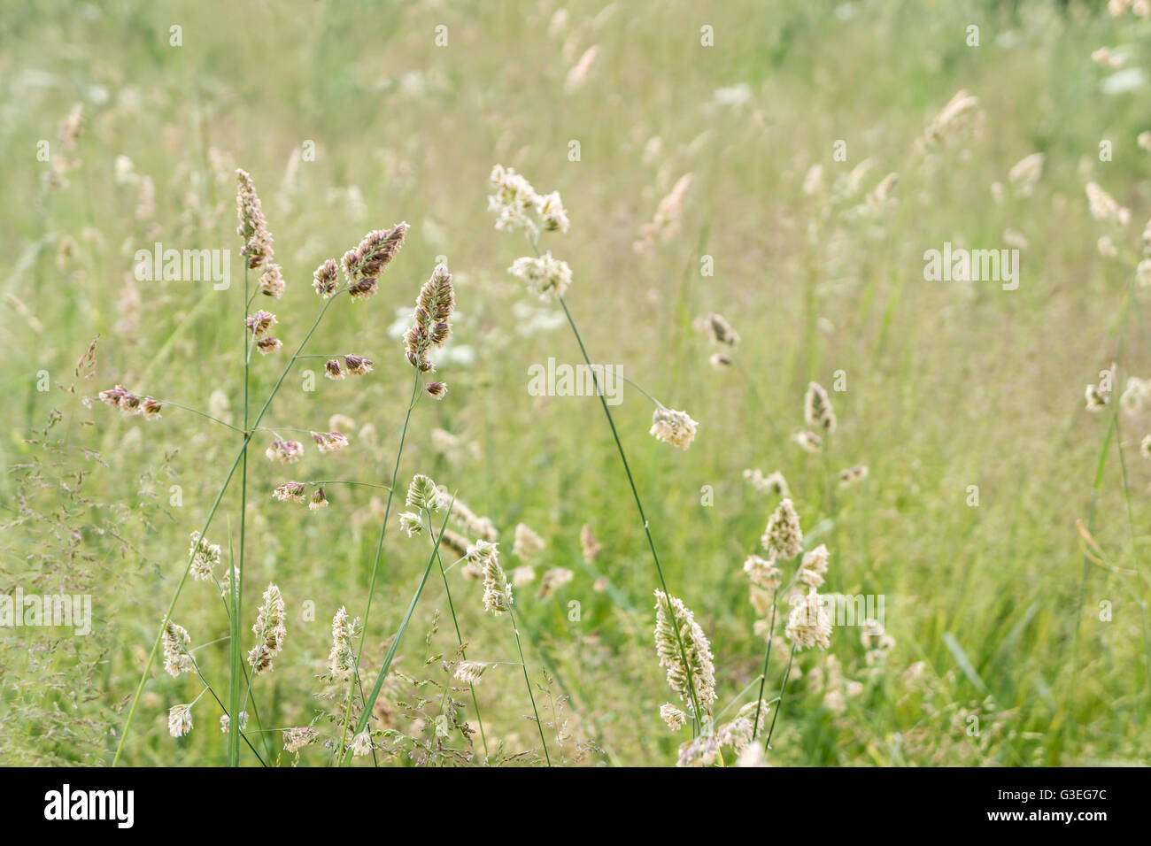 Fever grass hi-res stock photography and images - Alamy