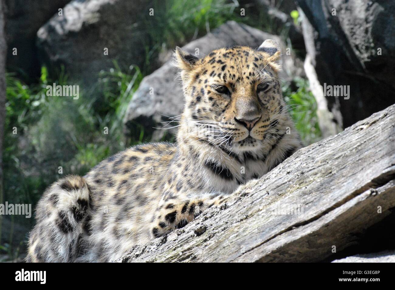 Amur leopard in the outdoors Stock Photo - Alamy
