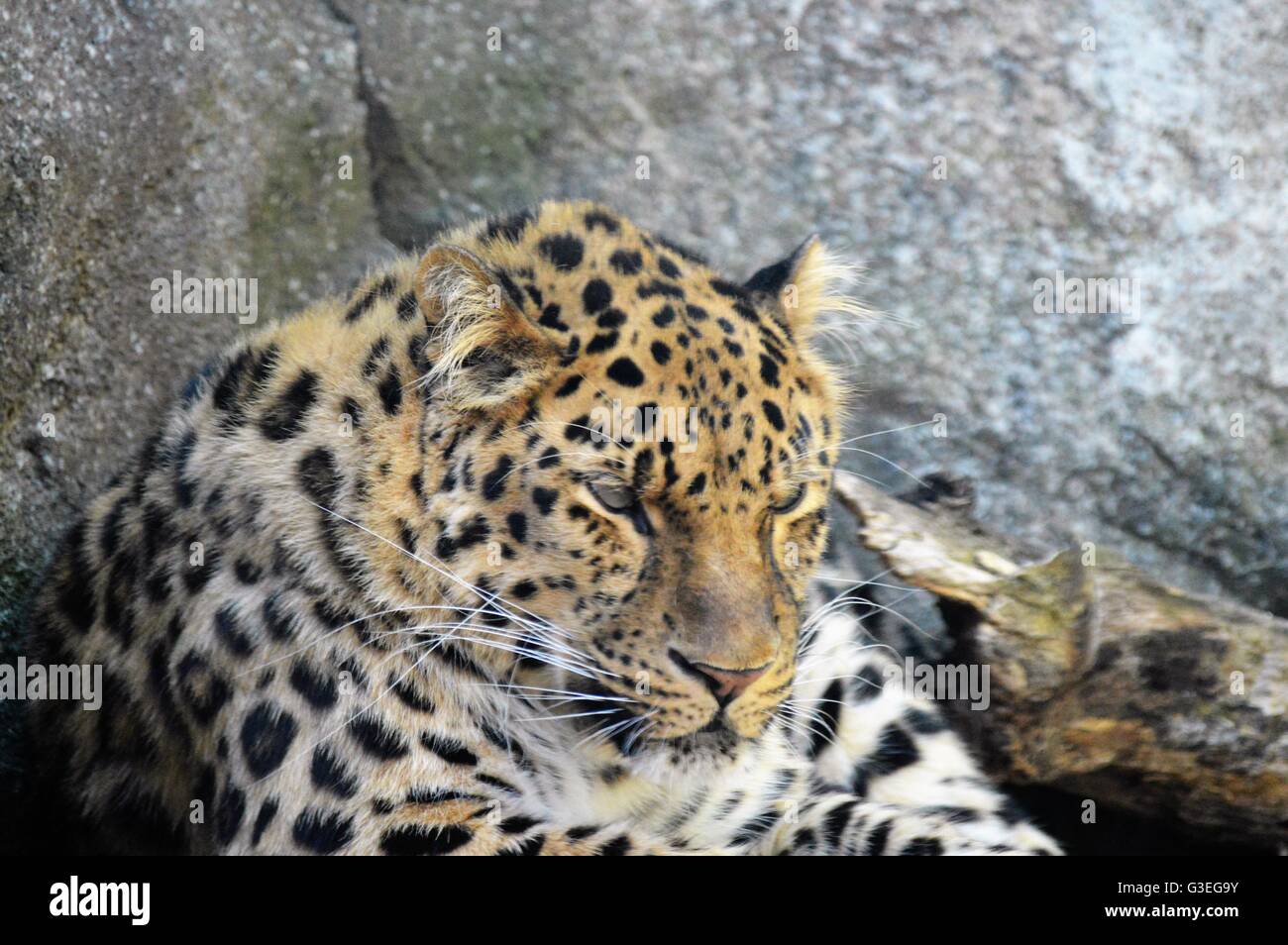 Amur leopard in the outdoors Stock Photo - Alamy