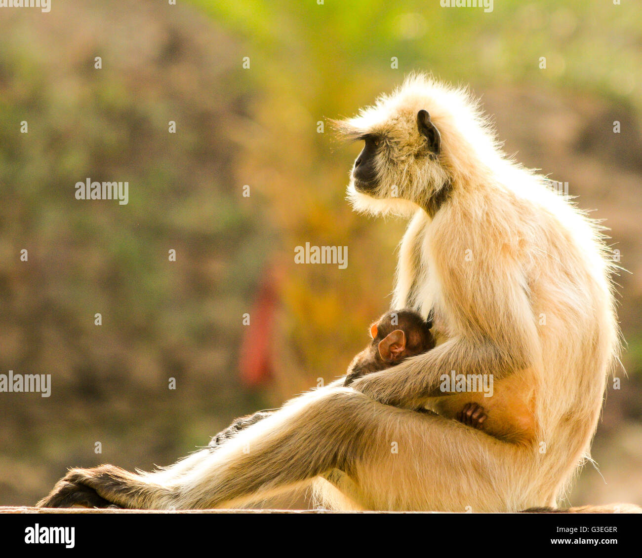 Baby langur hi-res stock photography and images - Alamy
