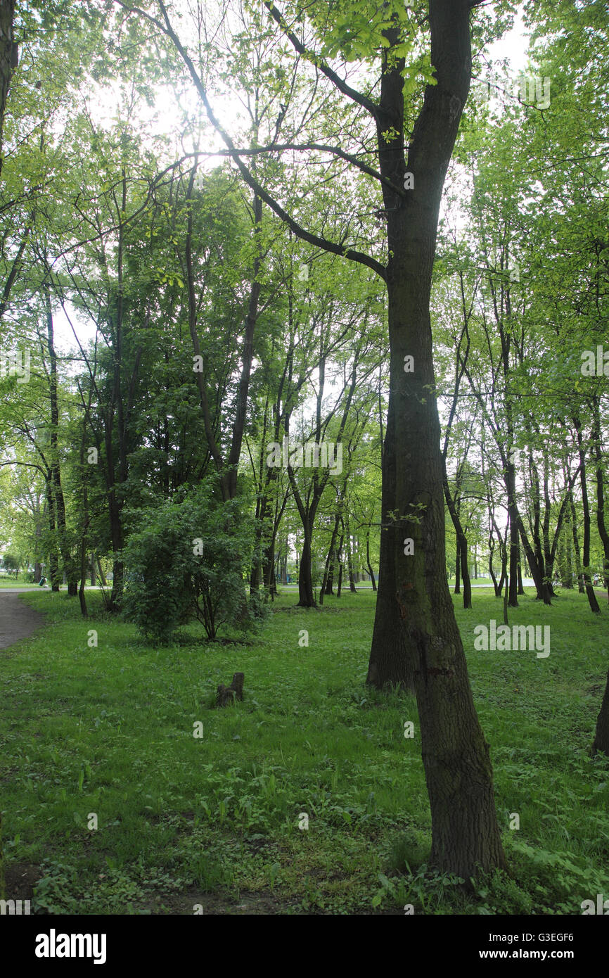 Spring Park. Trees and sun Stock Photo - Alamy