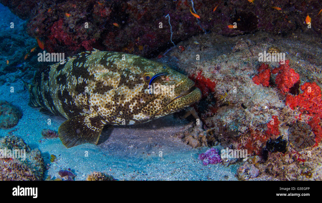 Malabar grouper, Mozambique Stock Photo - Alamy