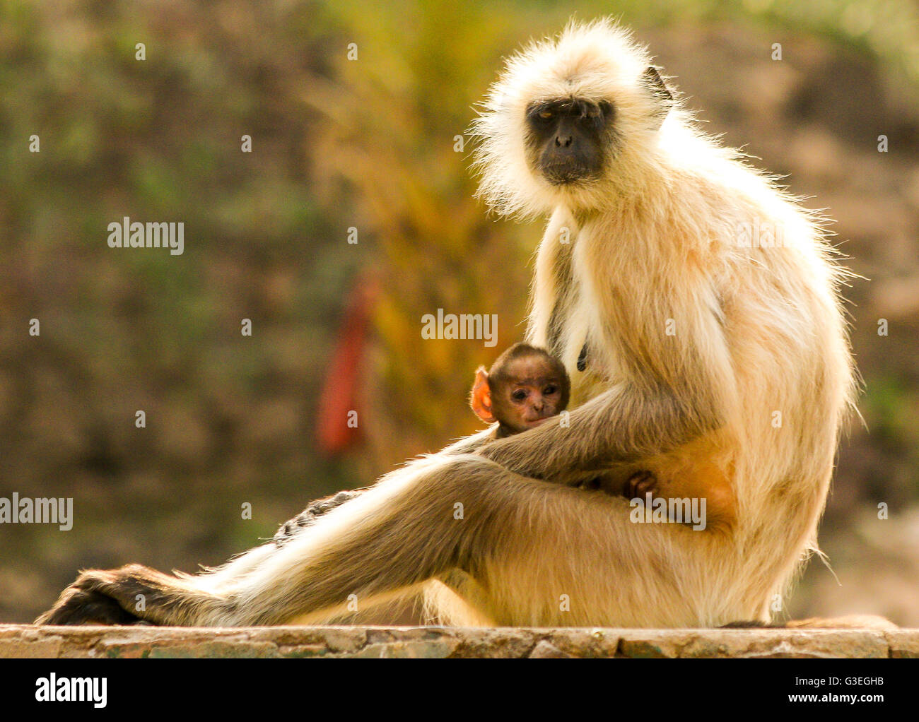 Mother and baby Langur Monkey, Ranthambore National Park, India Stock ...