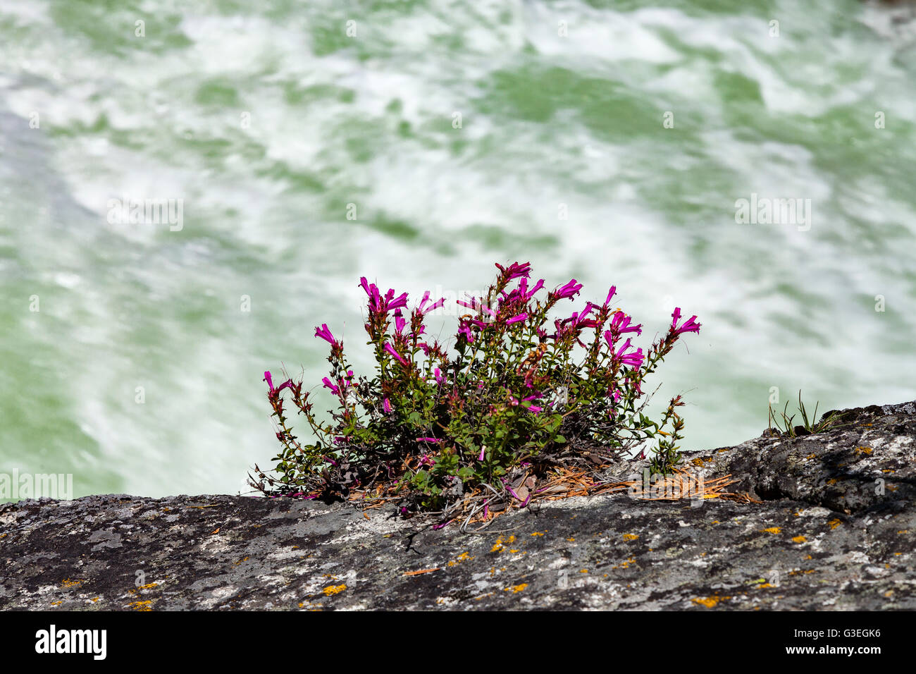 Sierra penstemon hi-res stock photography and images - Alamy