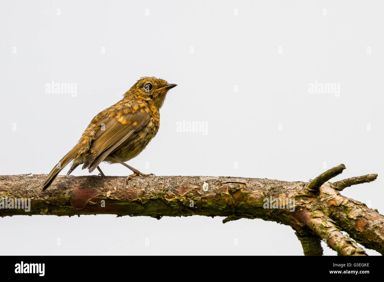 Juvenile robin hi-res stock photography and images - Alamy