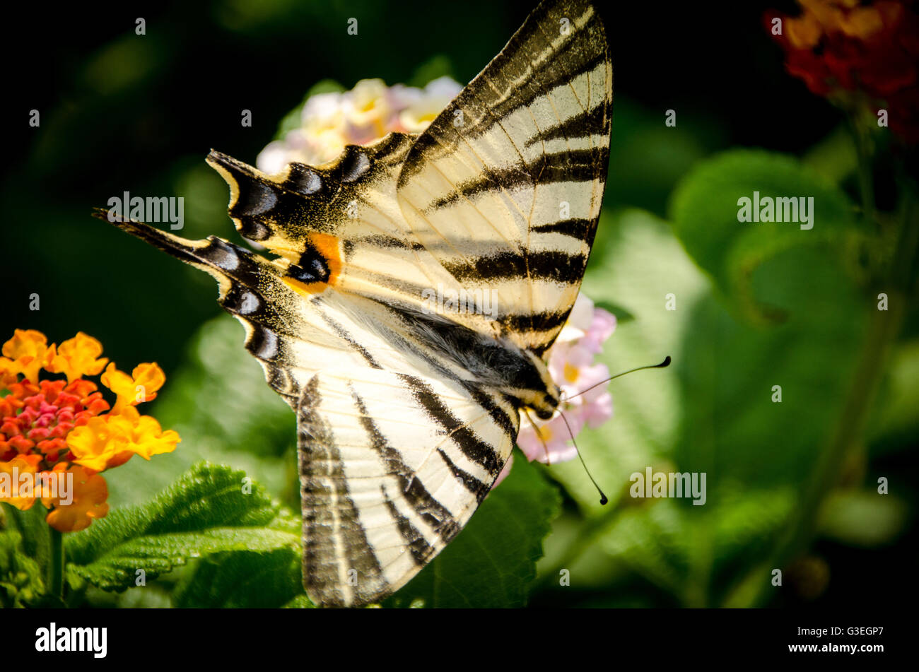 Butterfly and bright colors hi-res stock photography and images - Alamy