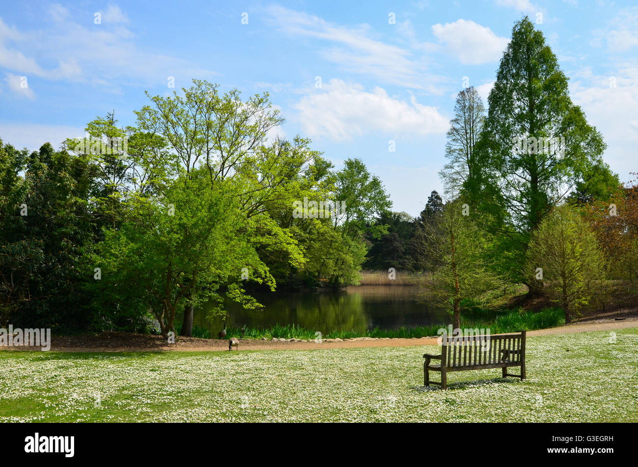 Bench in the forest in spring, park bench, Royal Botanic Gardens ...