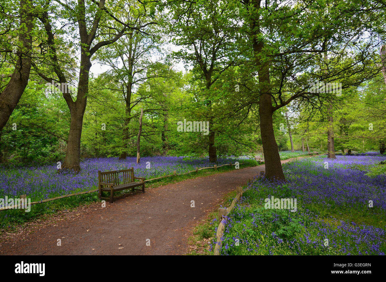 Bench in the forest in spring, park bench, Royal Botanic Gardens ...