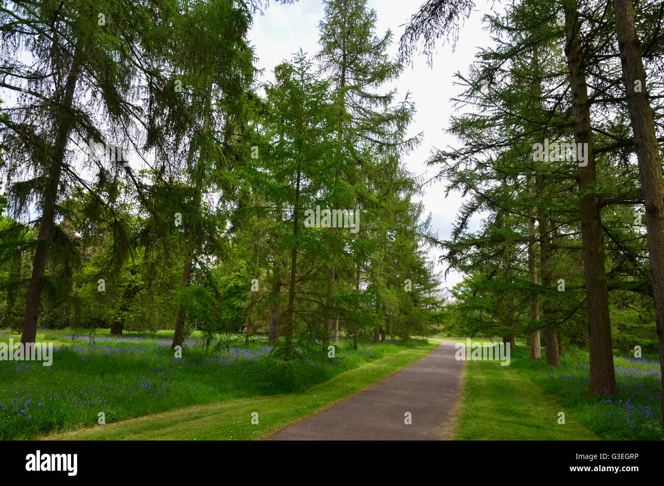 Path in forest, Kew Garden, England, uk Stock Photo - Alamy