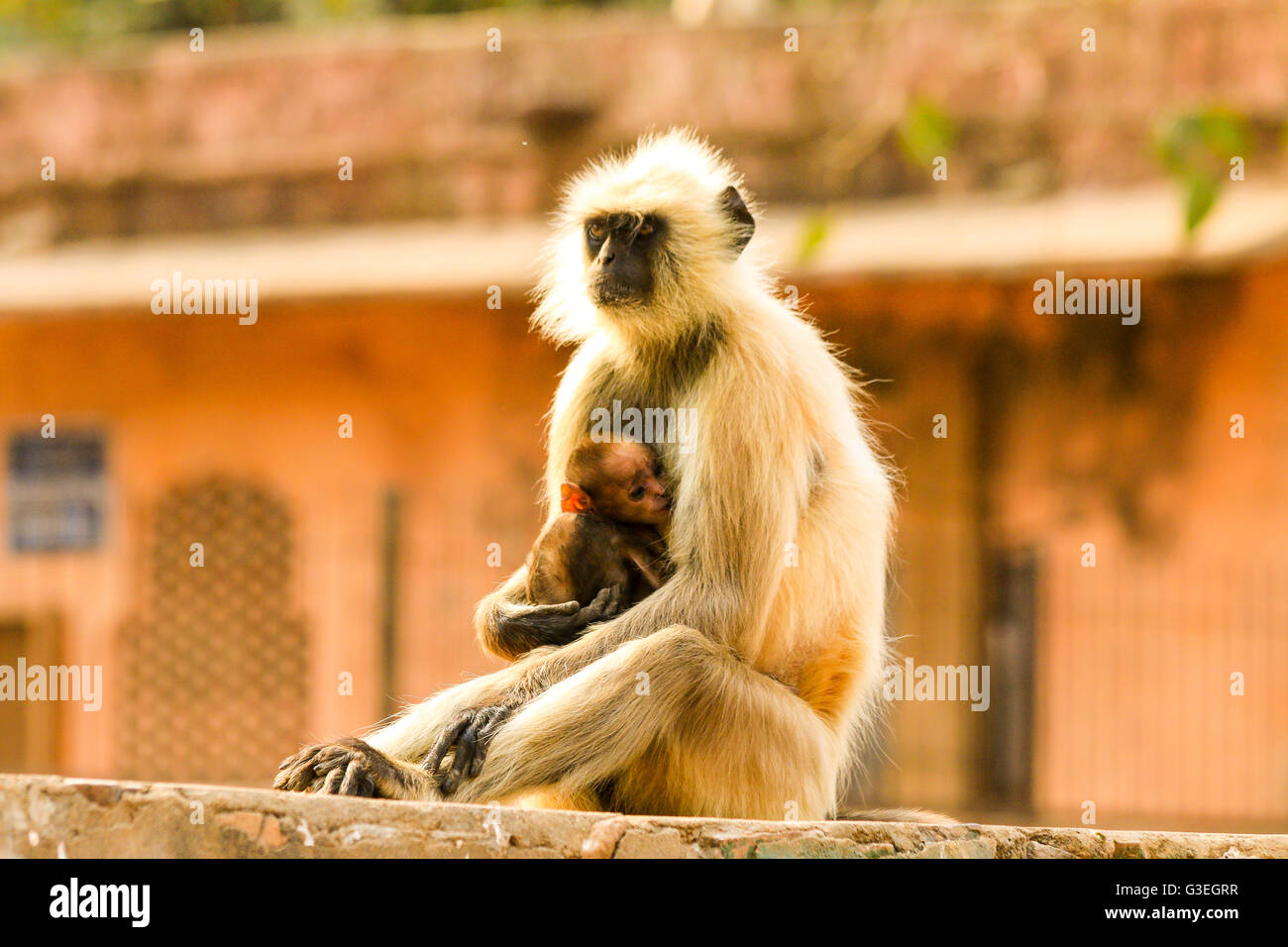 Mother and baby Langur Monkey, Ranthambore National Park, India Stock ...