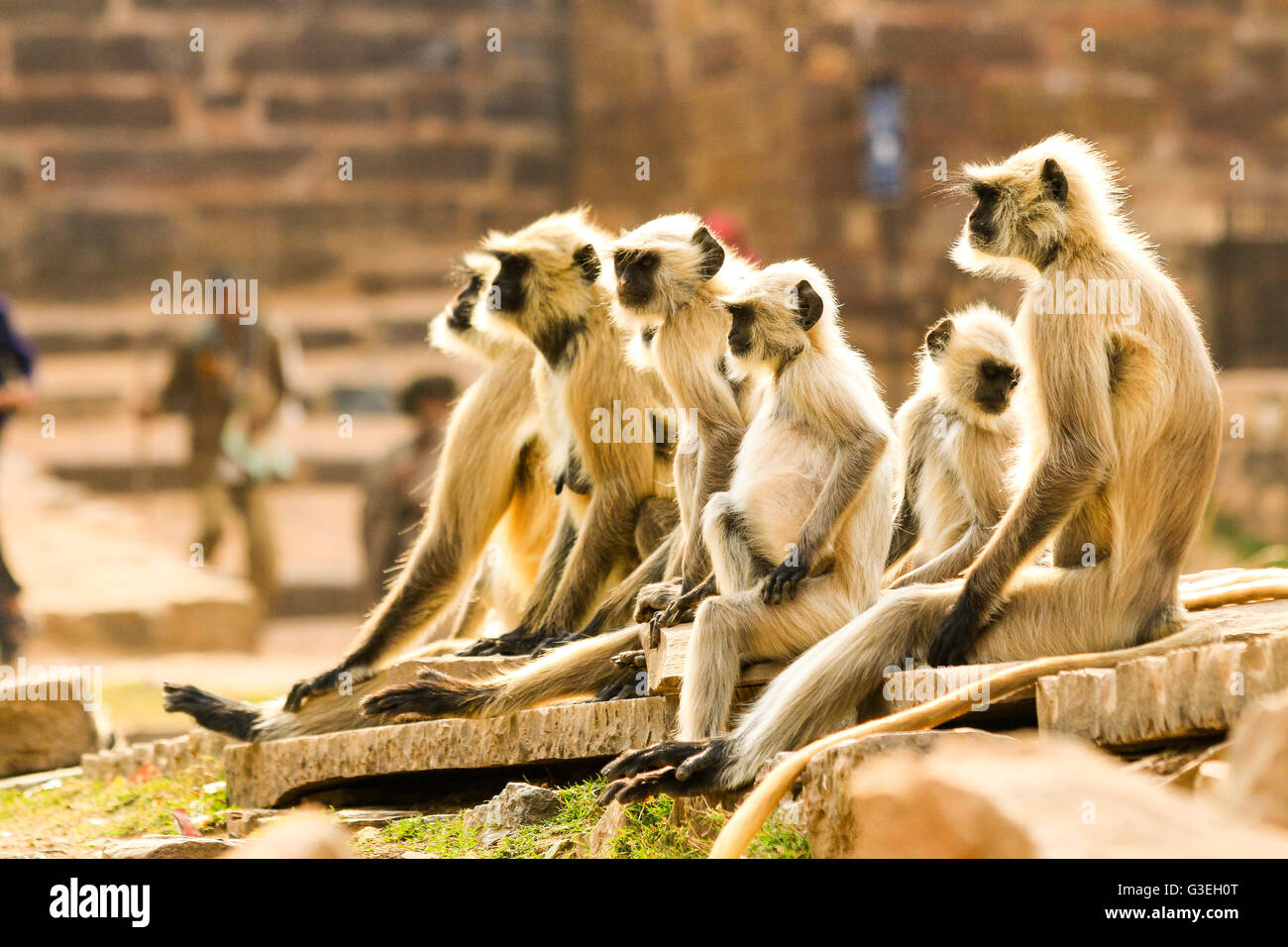Monkey pack hi-res stock photography and images - Alamy