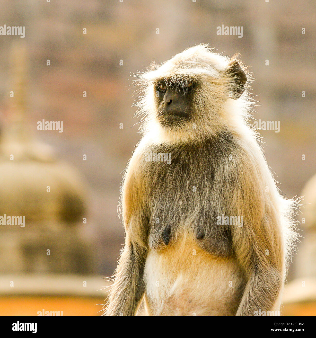 Monkey pack hi-res stock photography and images - Alamy