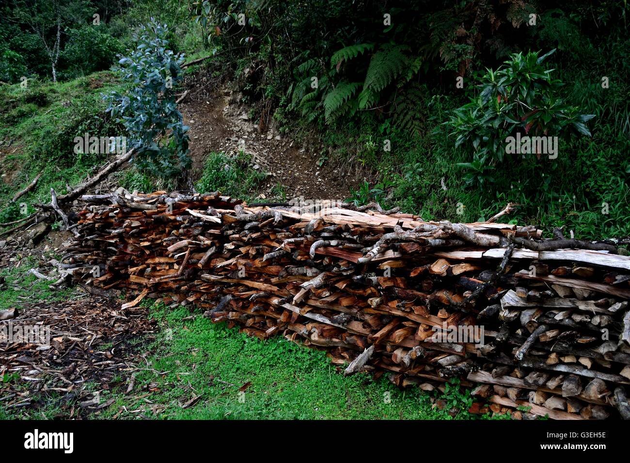 Firewood in Sapalache " Las Huaringas " - HUANCABAMBA.. Department of ...