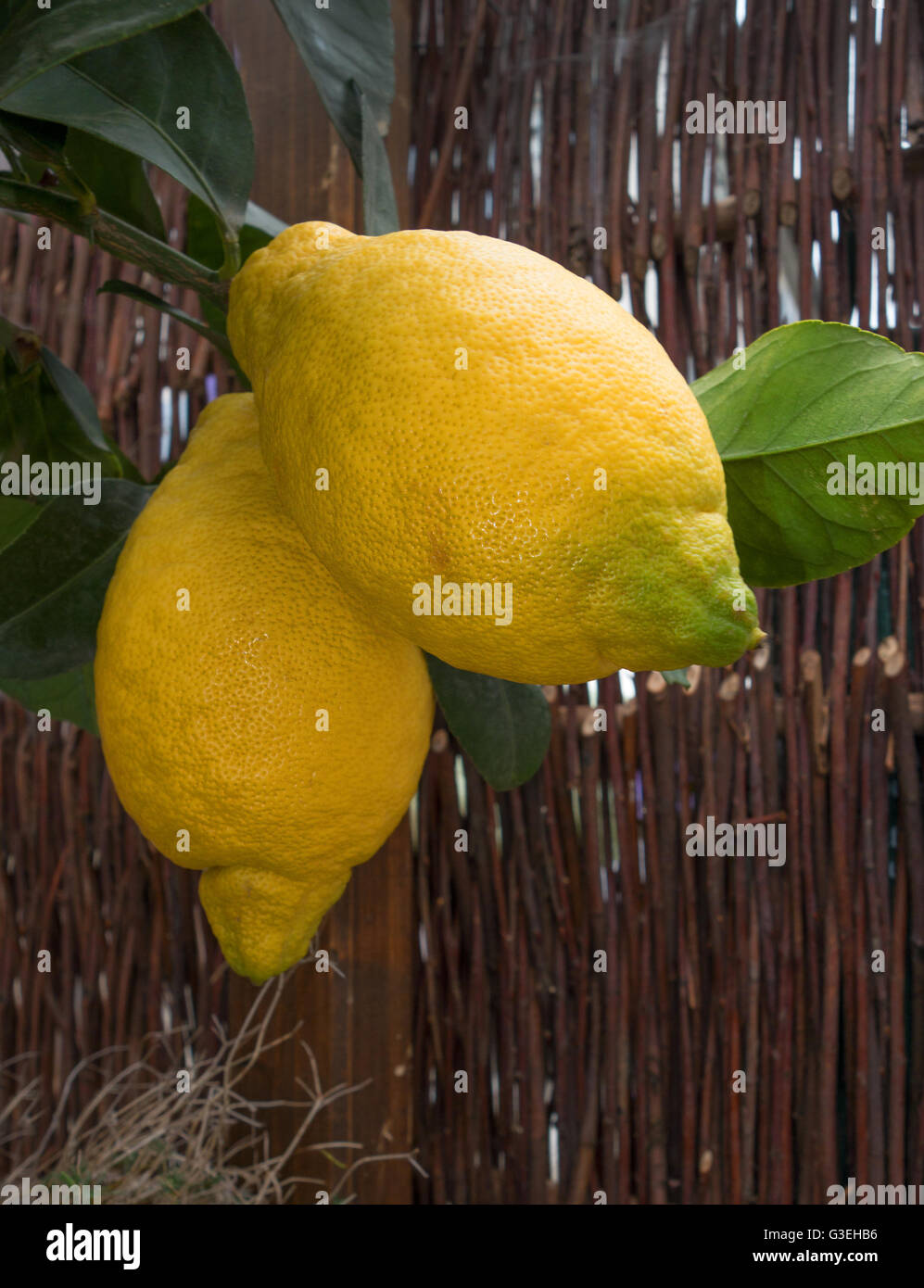 Two lemons on branch hi-res stock photography and images - Alamy