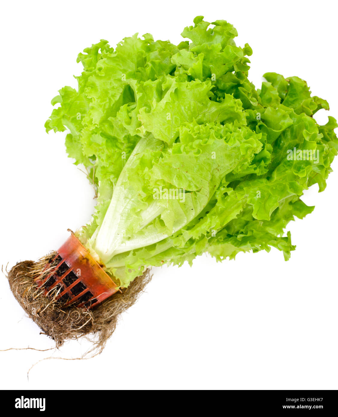 Green Fresh Lettuce Stock Photo - Alamy