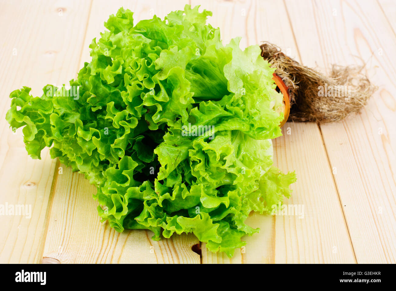 Green Fresh Lettuce Stock Photo - Alamy