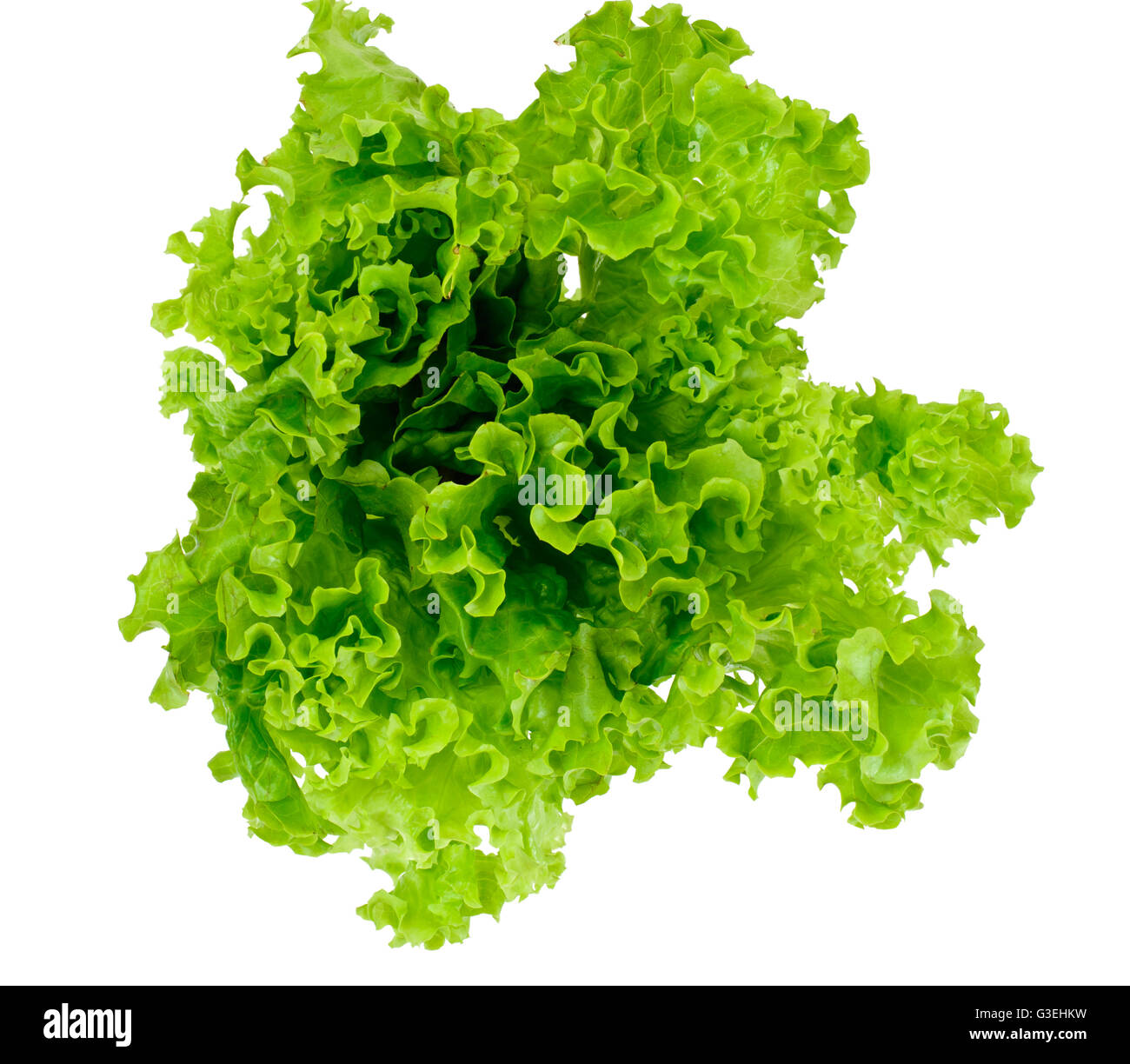 Green Fresh Lettuce Stock Photo - Alamy