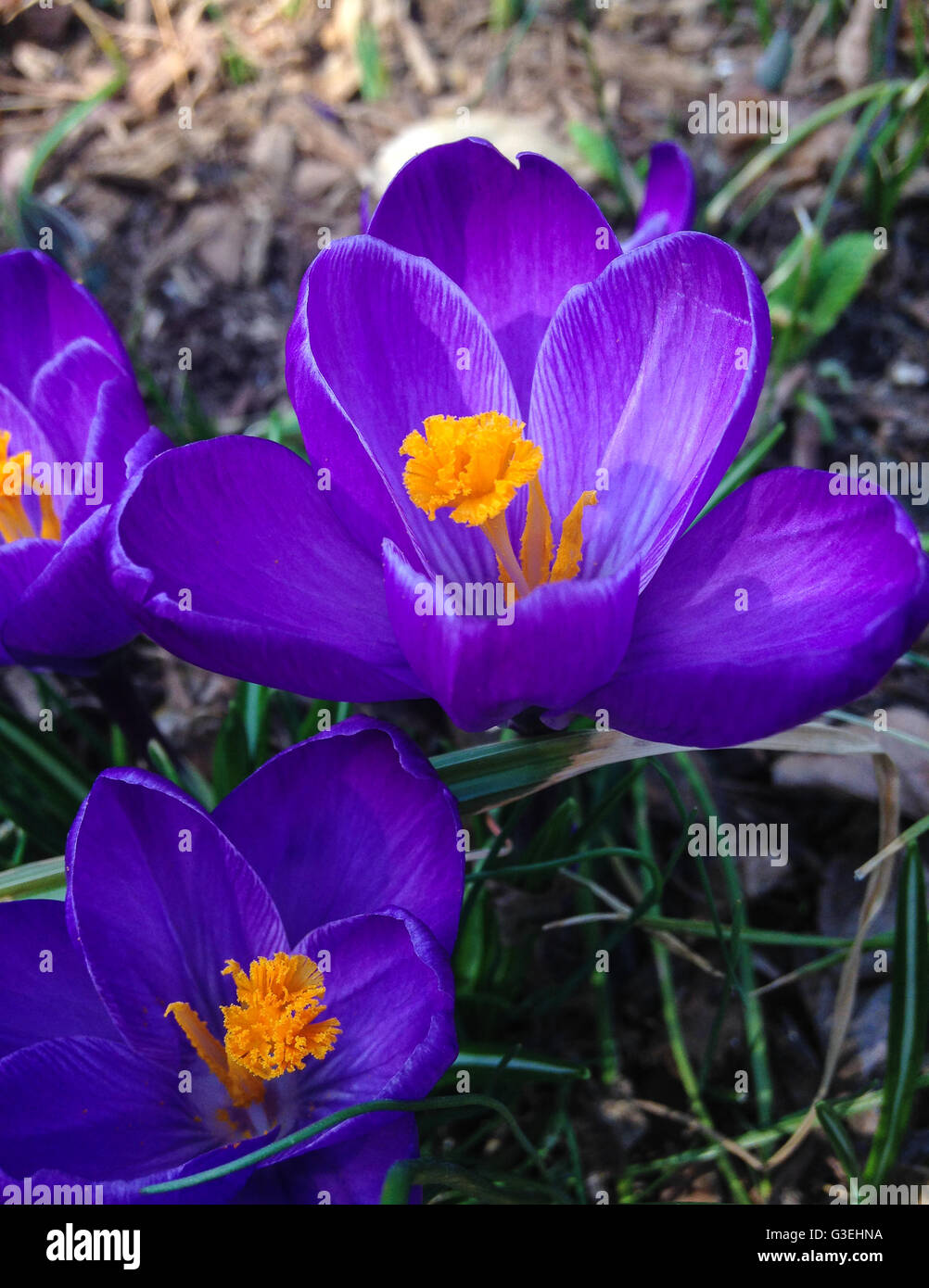 Purple blooms hi-res stock photography and images - Alamy