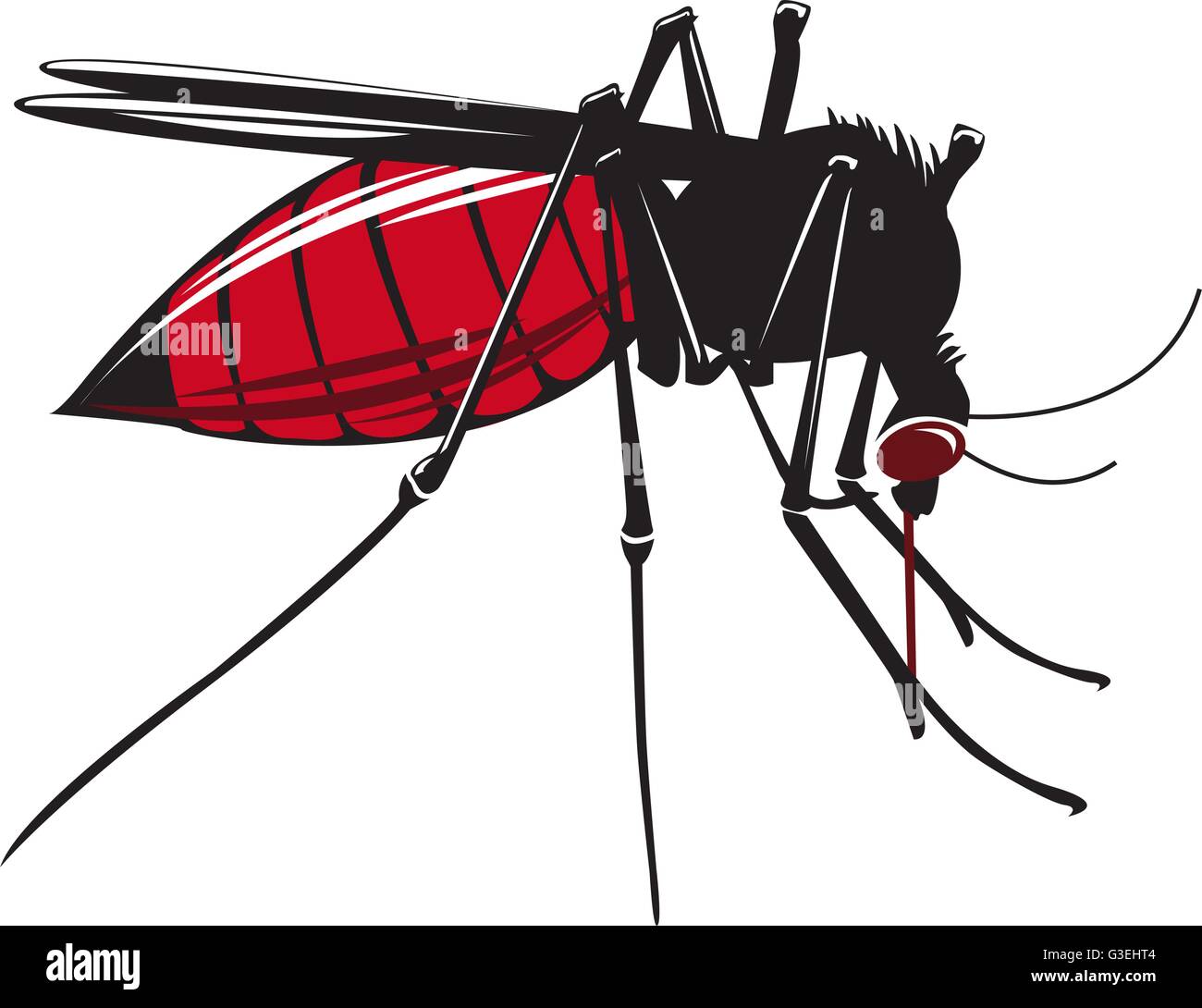 Anopheles mosquito female Stock Vector Images - Alamy